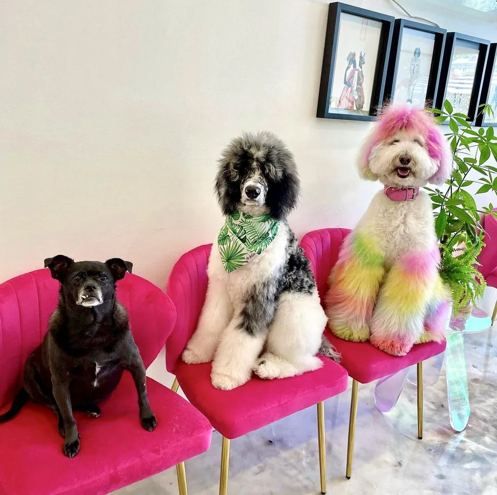 A viral dog groomer’s tips on igniting customer excitement